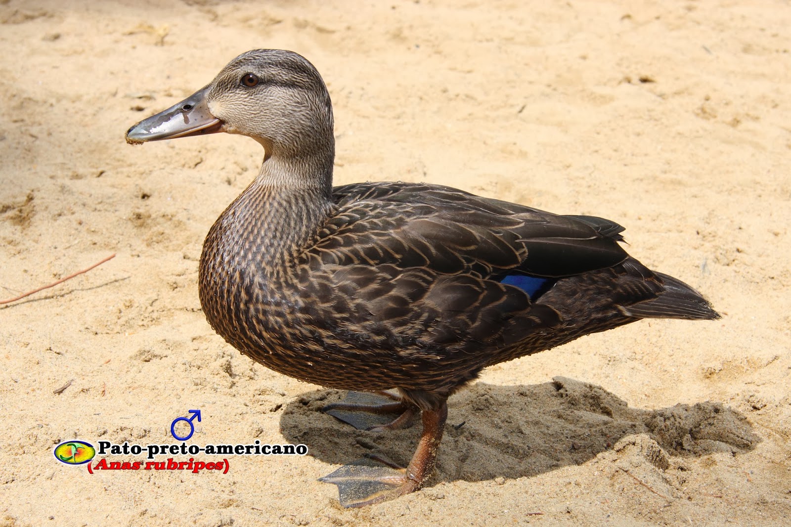 Zoologia: Pato-preto-americano (Anas rubripes)